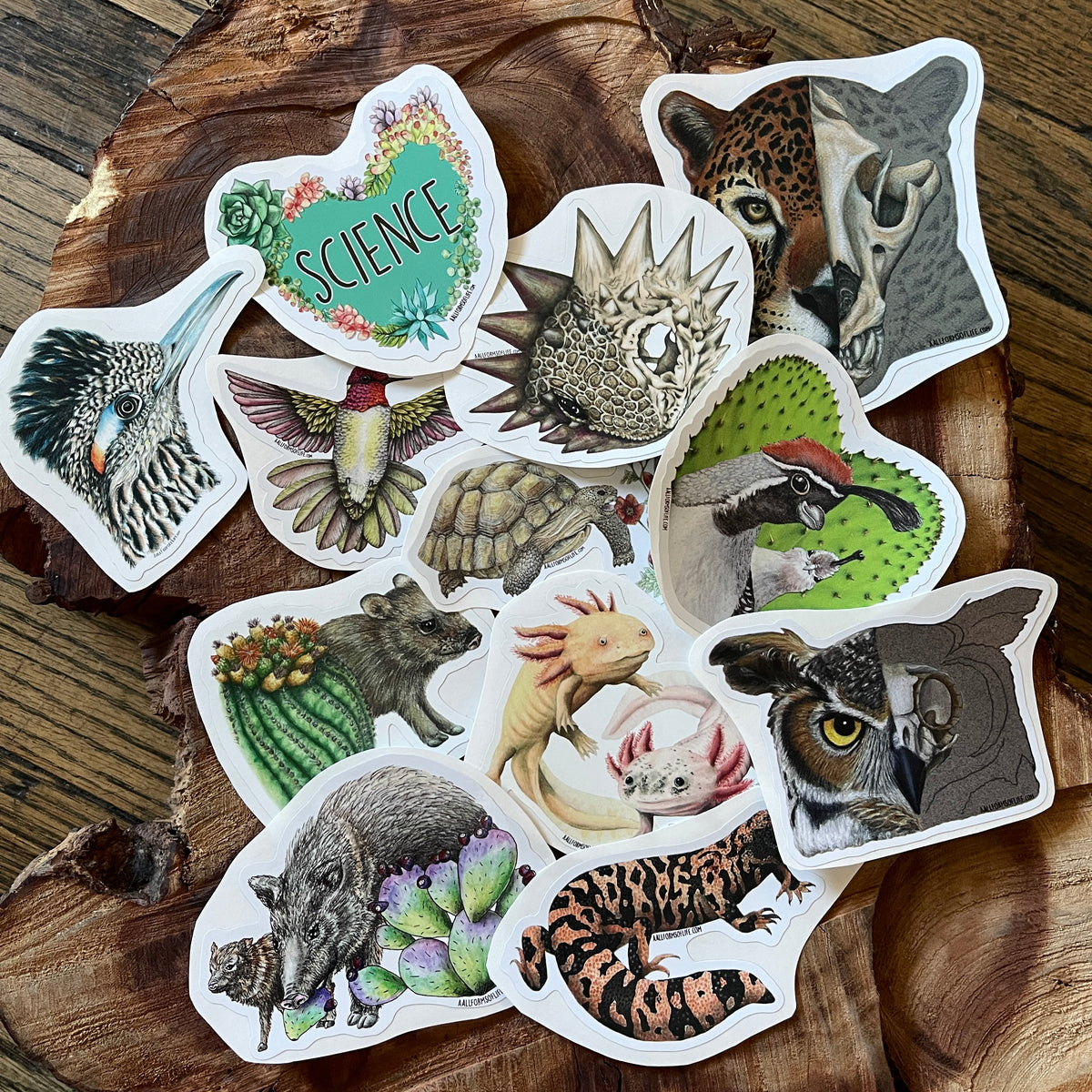 Sonoran Wildlife Stickers by Aall Forms of Life – Pop Cycle Tucson